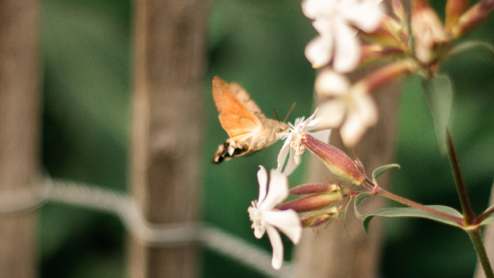 On passe à la couleur - Alpage de Cottier
